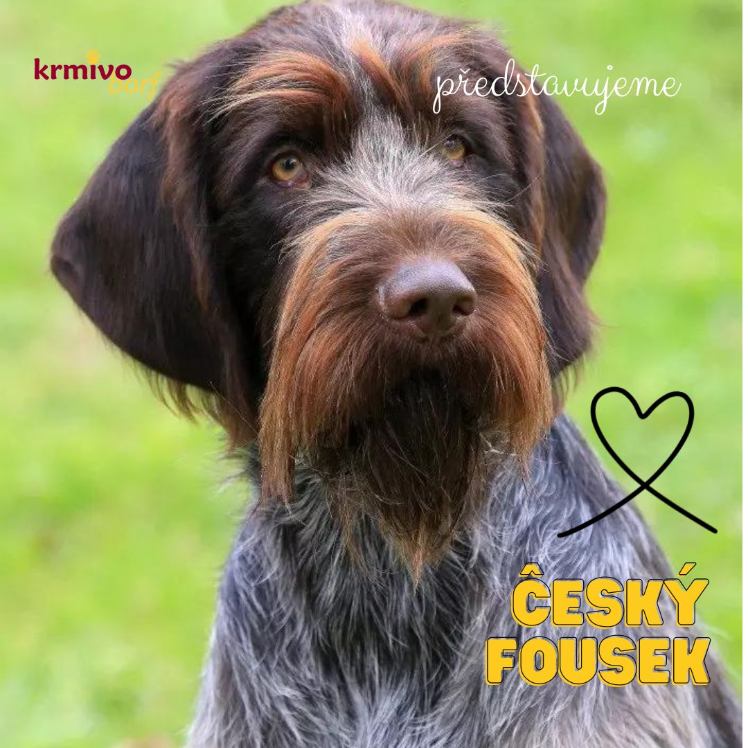 Český fousek | Krmivo-barf.cz